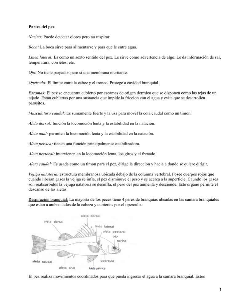 Partes de un pez