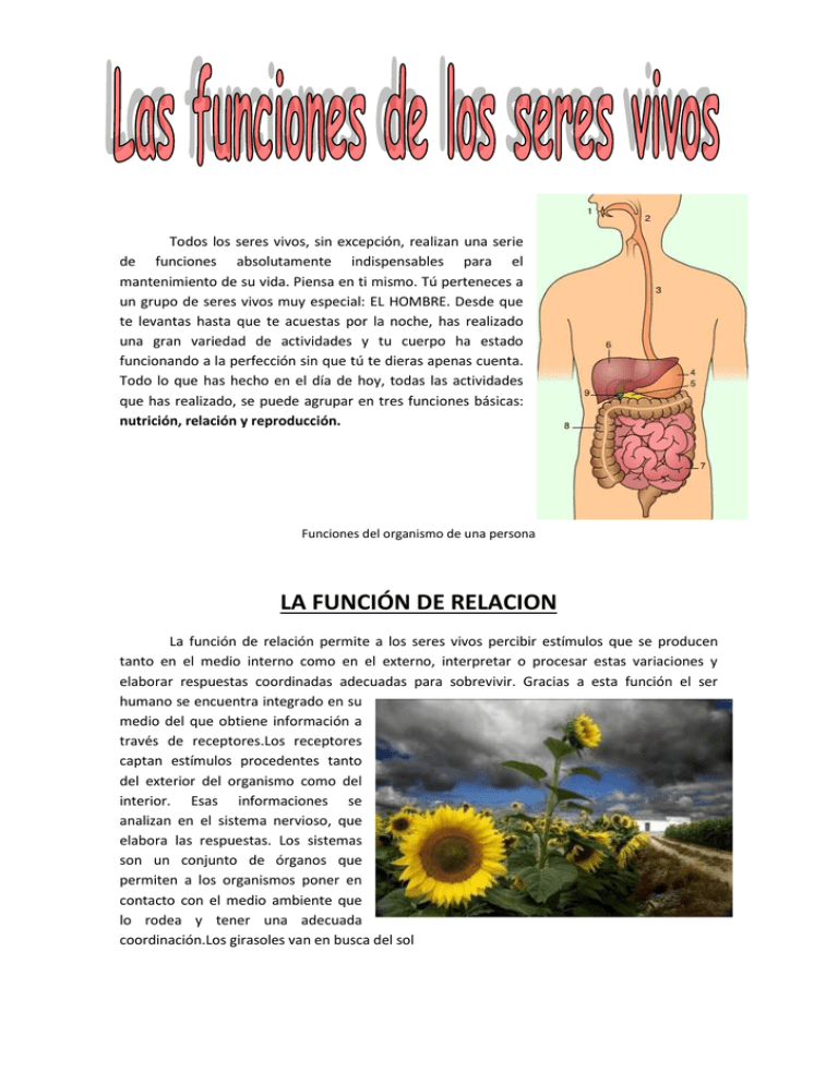 LAS FUNCIONES DE LOA SERES VIVOS Grupo 3