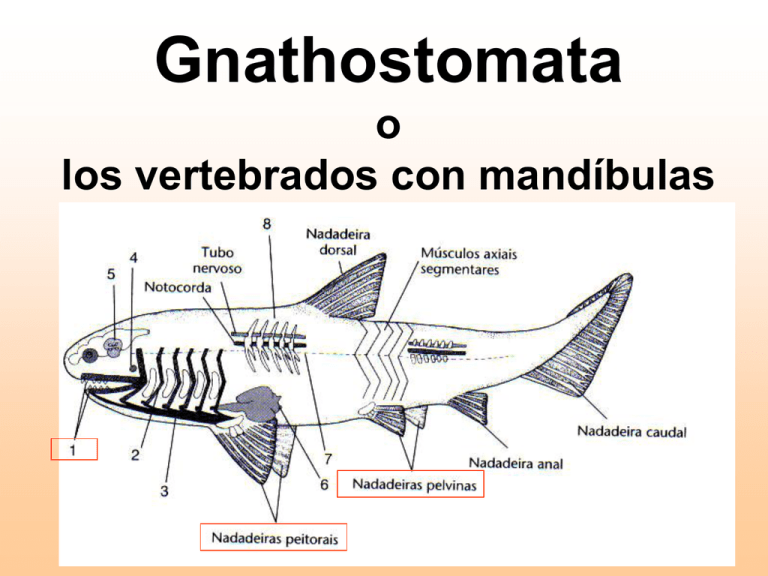 - INTRODUCCIÓN GNATHOSTOMATA Y CONDRICTIOS