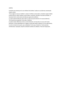 Anatomía de la Uretra Masculina y Femenina