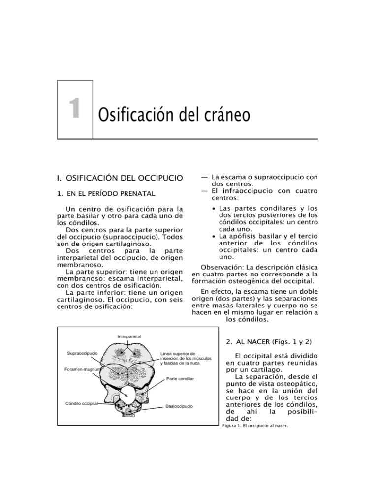 Osificación del cráneo