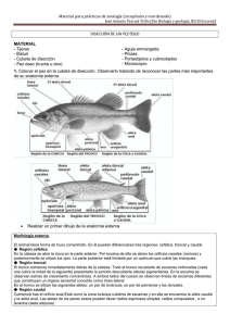 Aletas de Peces: Tipos, Posición y Función