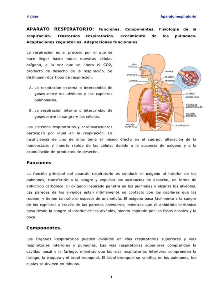 Aparato Respiratorio