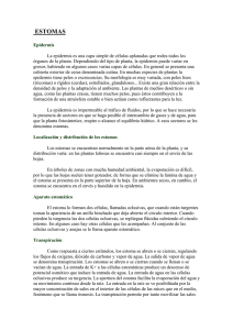 Estomas Intestinales: Construcción y Complicaciones - Revisión