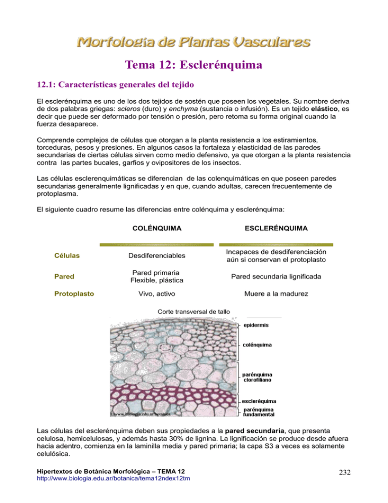 Tema 12. Esclerénquima: definición, origen y función.