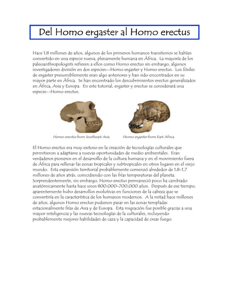 Del Homo ergaster al Homo erectus Del Homo ergaster al Homo