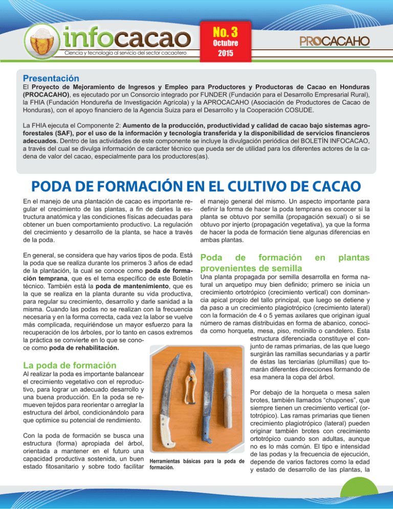 Poda De Formación En El Cultivo De Cacao