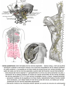 Músculos del Abdomen, Tronco y Cola Equina: Anatomía Veterinaria