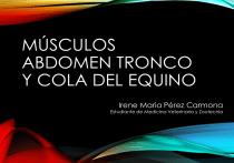 Músculos del Abdomen, Tronco y Cola Equina: Anatomía Veterinaria