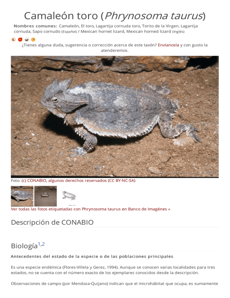 Camaleón toro (Phrynosoma taurus)