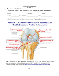 Angulo posteroexterno de la rodilla