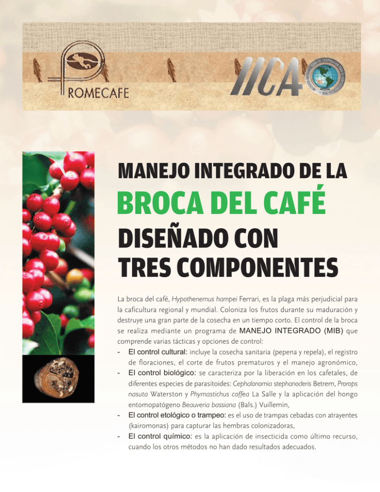 broca del café