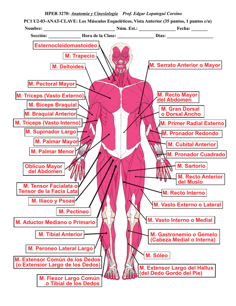 M. Pectoral Mayor Oblicuo Mayor del Abdomen M. Tensor Facialata