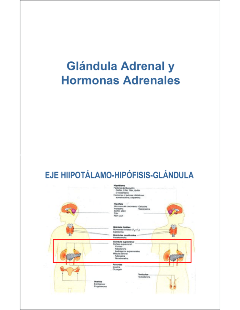 Glándula Adrenal y Hormonas Adrenales