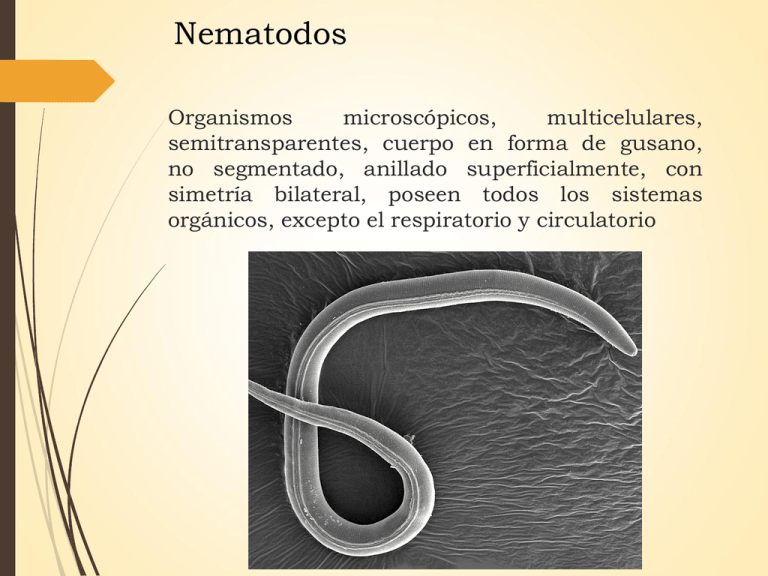 Nematodos