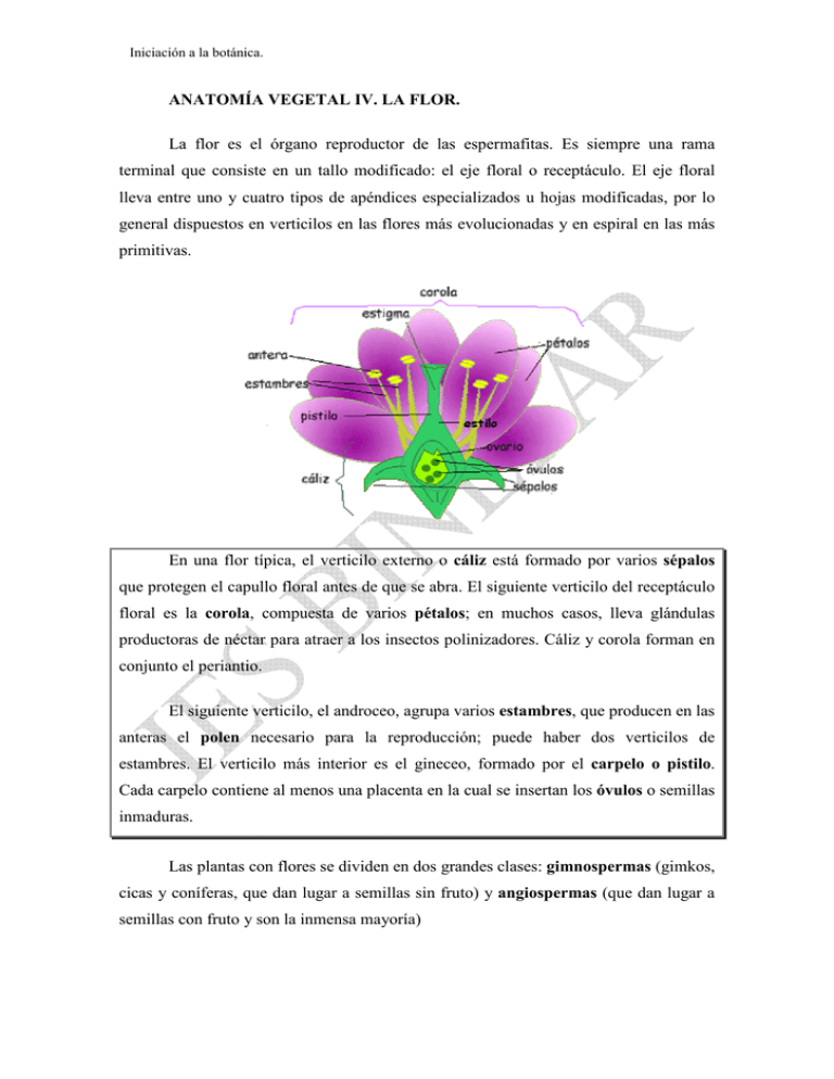 ANATOMÍA VEGETAL IV. LA FLOR. La flor es el órgano reproductor