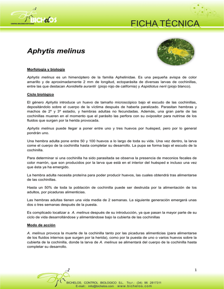 Aphytis melinus
