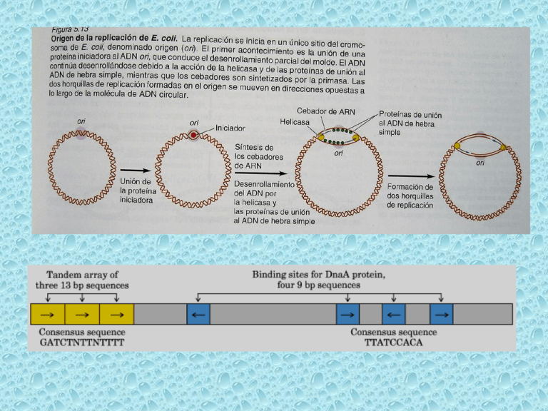adn - arn - proteinas