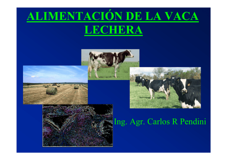 lechera alimentación de la vaca