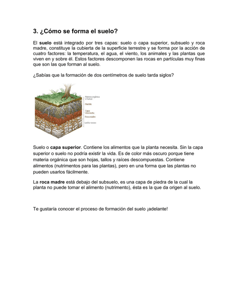 3. ¿Cómo se forma el suelo?