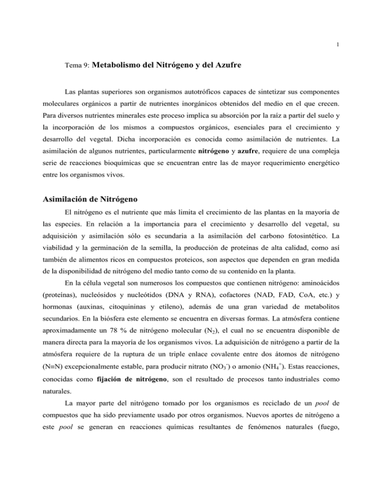 Tema Metabolismo del Nitrógeno