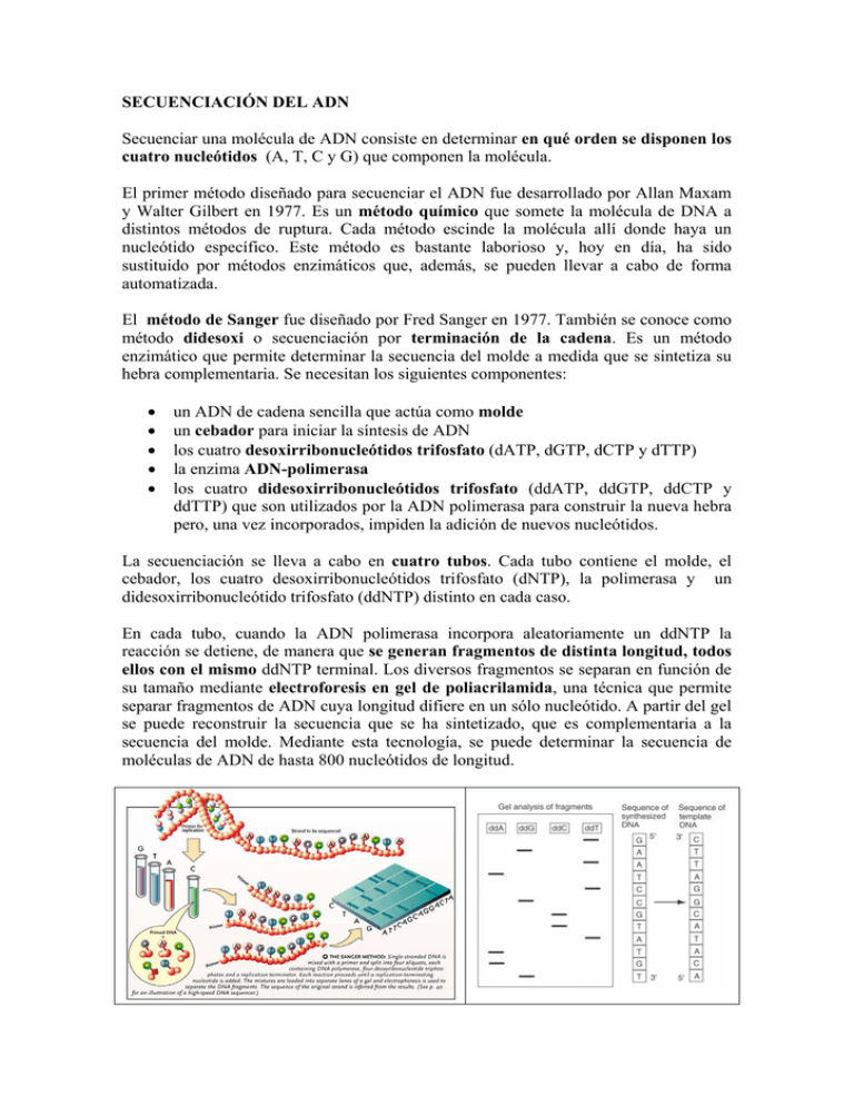 SECUENCIACIÓN DEL ADN Secuenciar una molécula de ADN