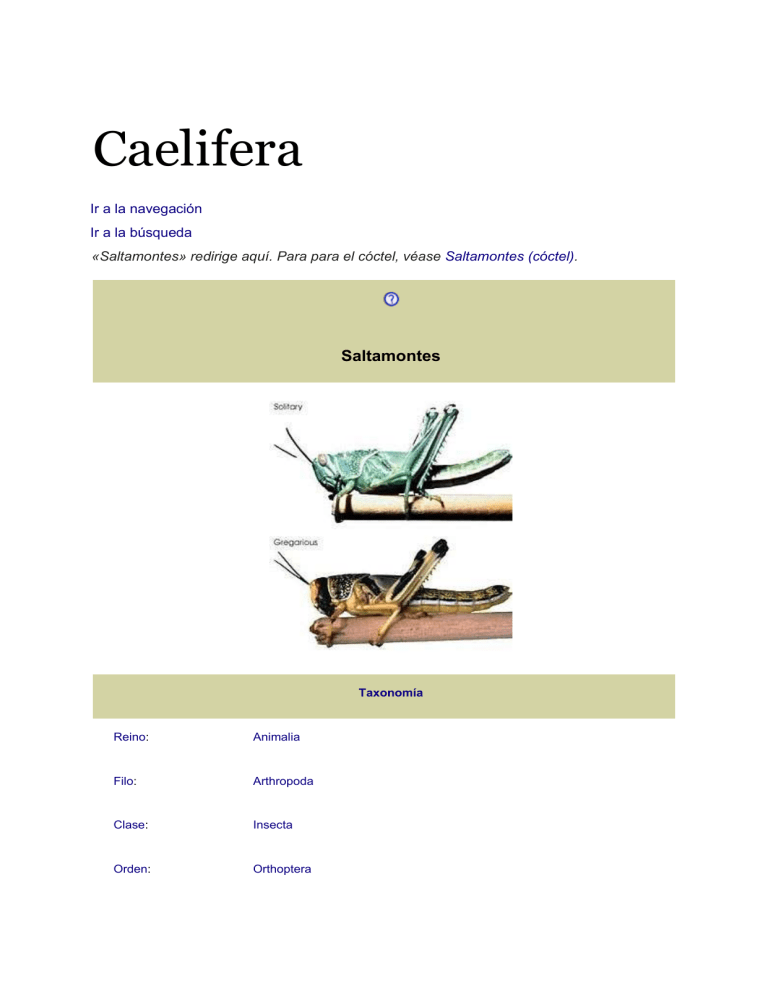 Caelifera