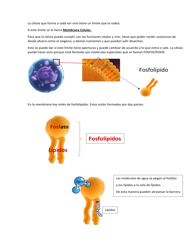 Membrana fosfolípidos 1