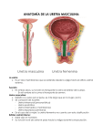 Anatomía de la Uretra Masculina y Femenina